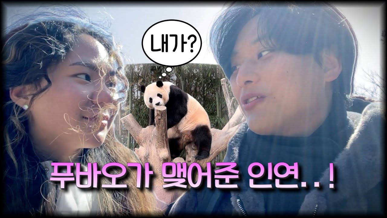 D 1 푸바오 마지막 에버랜드 오픈런 Vlog Youtube