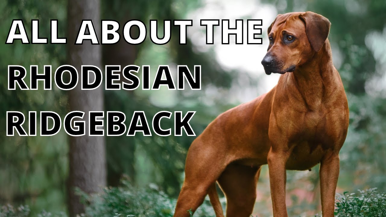 ALL ABOUT THE RHODESIAN RIDGEBACK - YouTube