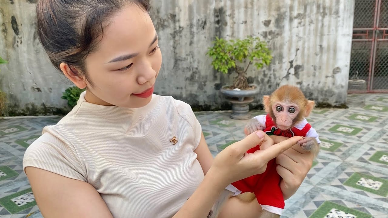 pika monkeys and golden monkeys play with their small families - YouTube