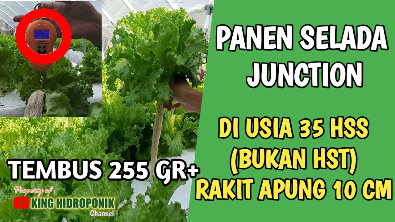 PANEN SELADA JUNCTION USIA 35 HSS TEMBUS 250 GR+ - YouTube