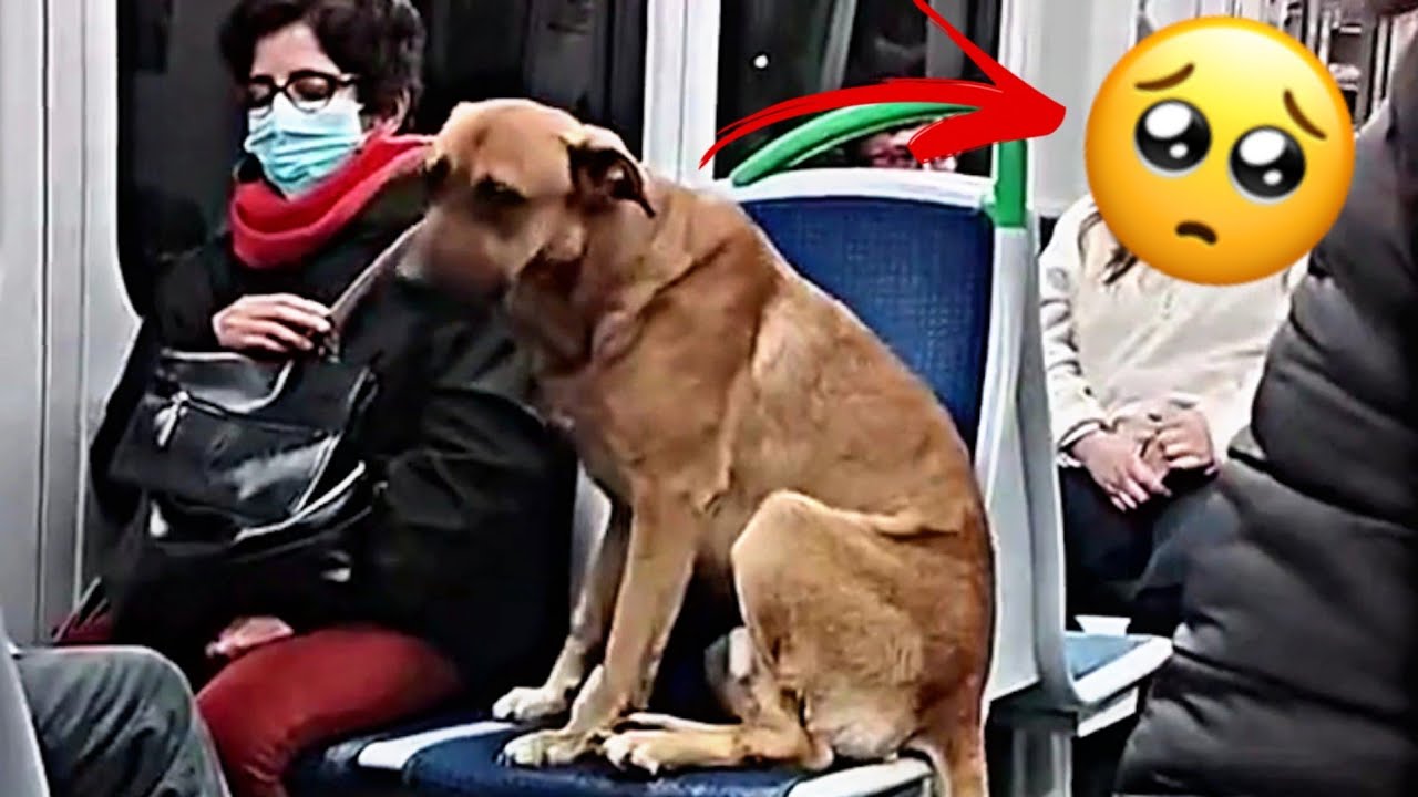 🐶 ¿Perro Descansando en el Tren? 🐱 los Mejores Videos del Momento de ...