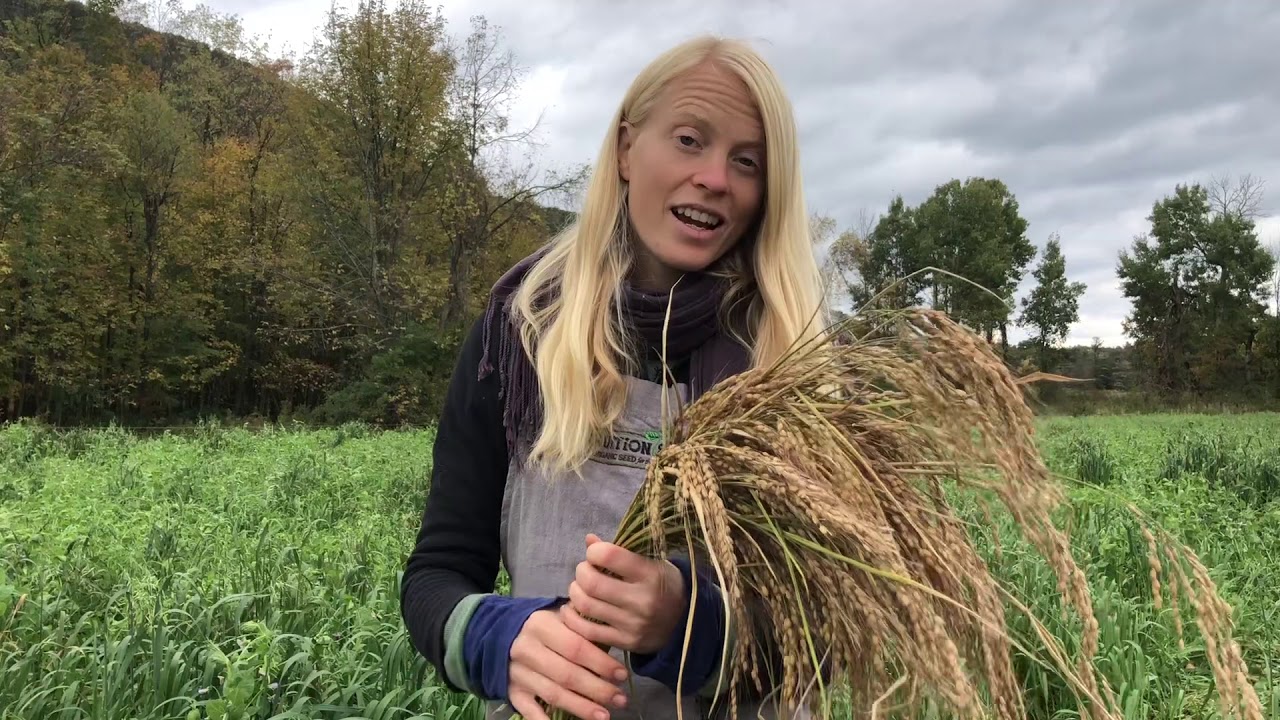 Our Favorite Rice for Short Seasons: Duborksian Rice - YouTube