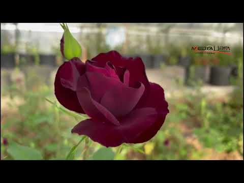 Halfeti'de karagül hasadı