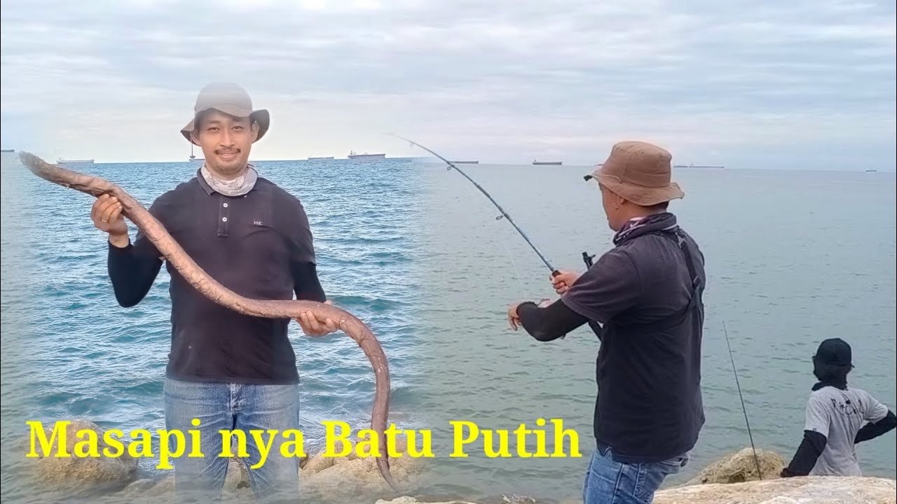 Tarik Ulur Ikan Masapi Laut Panjang 2 m/Batu Putih Sangatta - YouTube