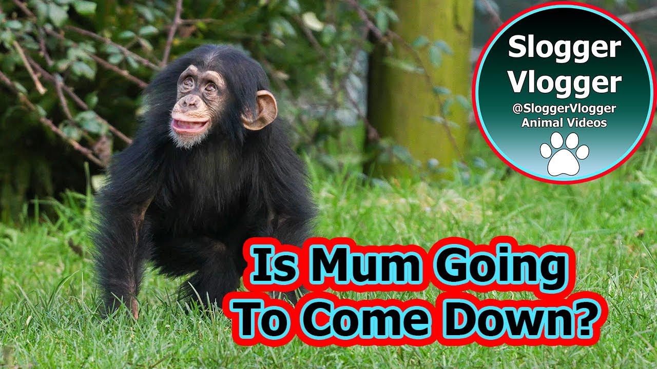 Chimp Youngster Steve Looking After Baby Jeff At Chester Zoo - YouTube