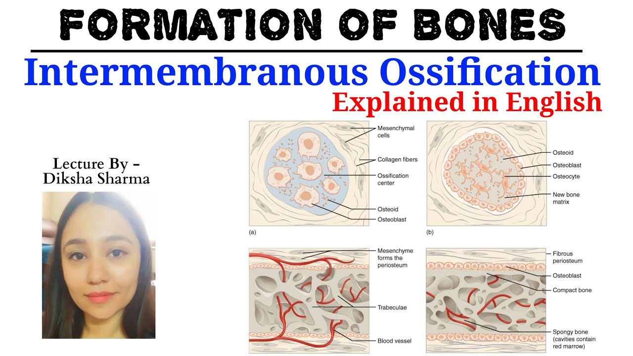 Formation of Bones | Intermembranous pathway of bone formation ...