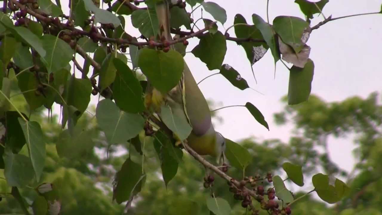 Yellow-footed Green Pigeon or Hariyal, हरियाल, राज्य पक्षी महाराष्ट्र ...