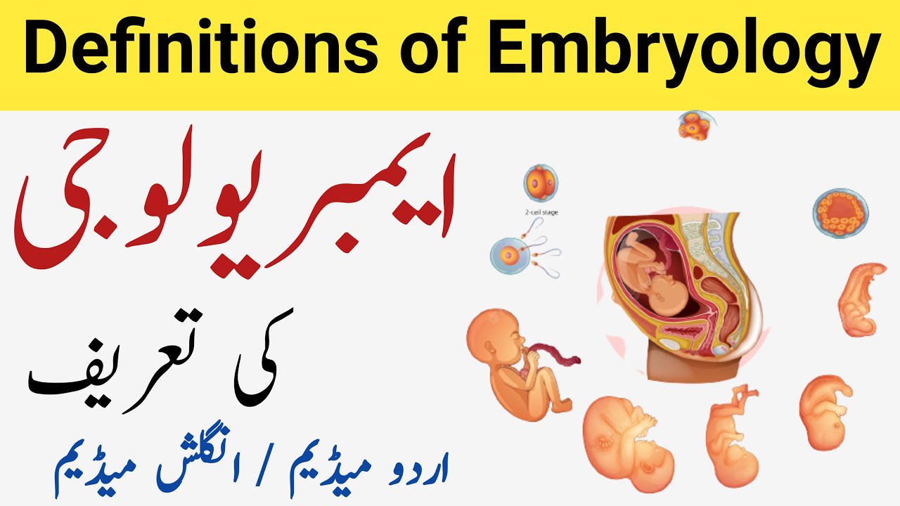 Definition Of Embryology What Is Embryology Meaning Of Embryology