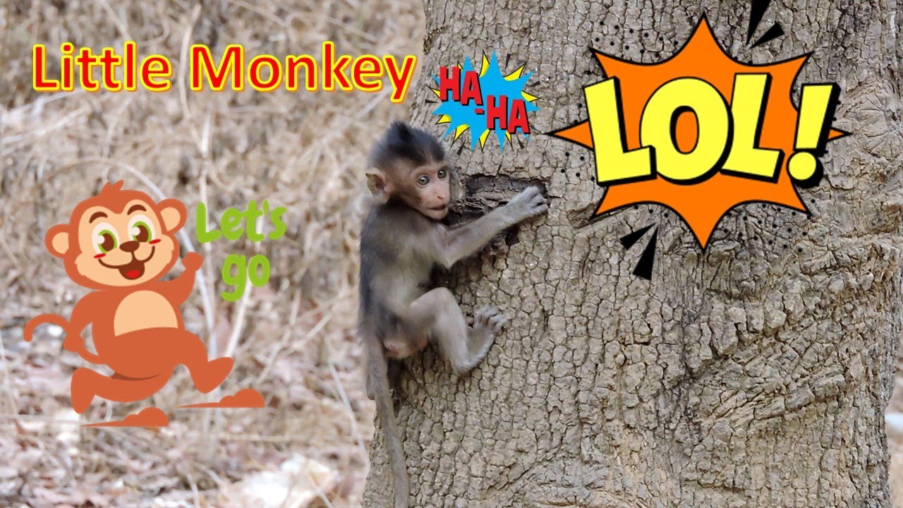 Little boy monkey viral videos - YouTube