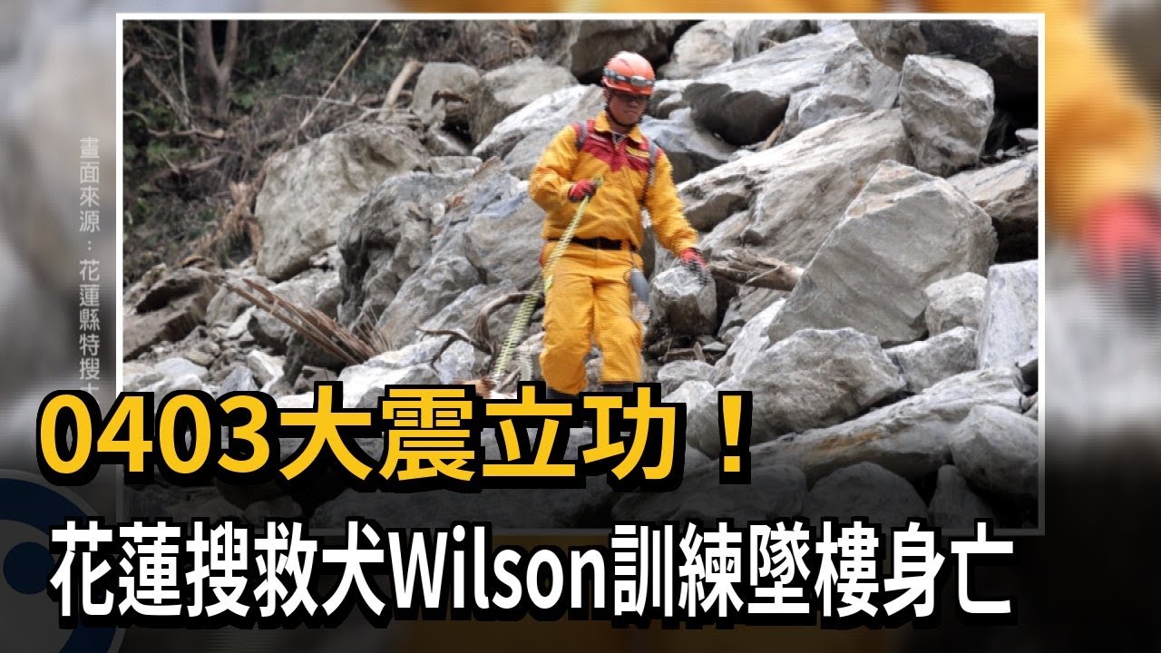 0403大震立功！ 花蓮搜救犬Wilson訓練墜樓身亡－民視新聞 - YouTube