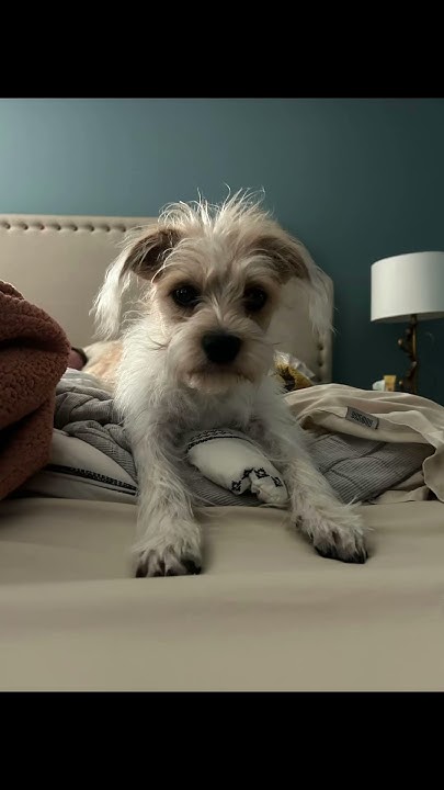 You know you bad when you can pose from any angle #guineapig_pals #baddie #puppy - YouTube