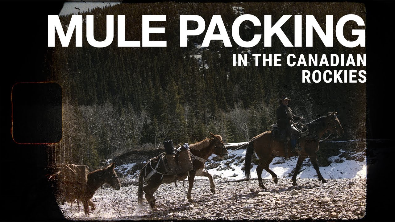 Mule Packing in the Canadian Rockies - YouTube