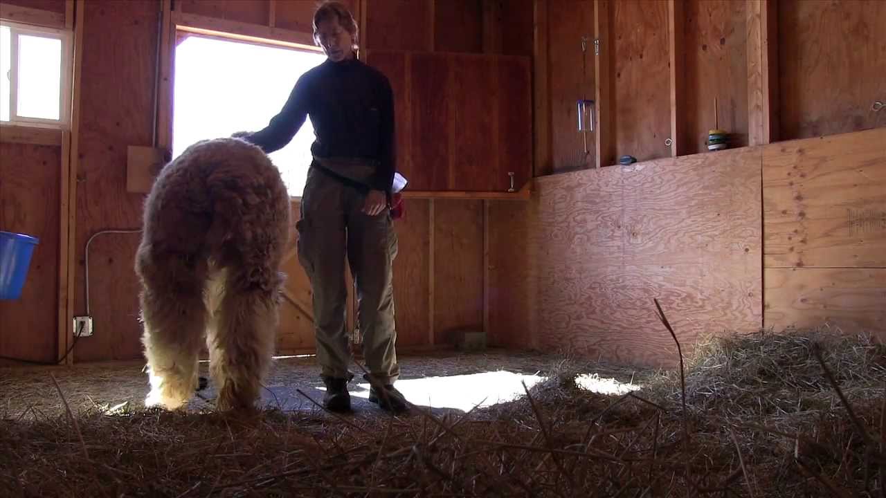Alpaca Training--Handling the Legs: Take 3 - YouTube