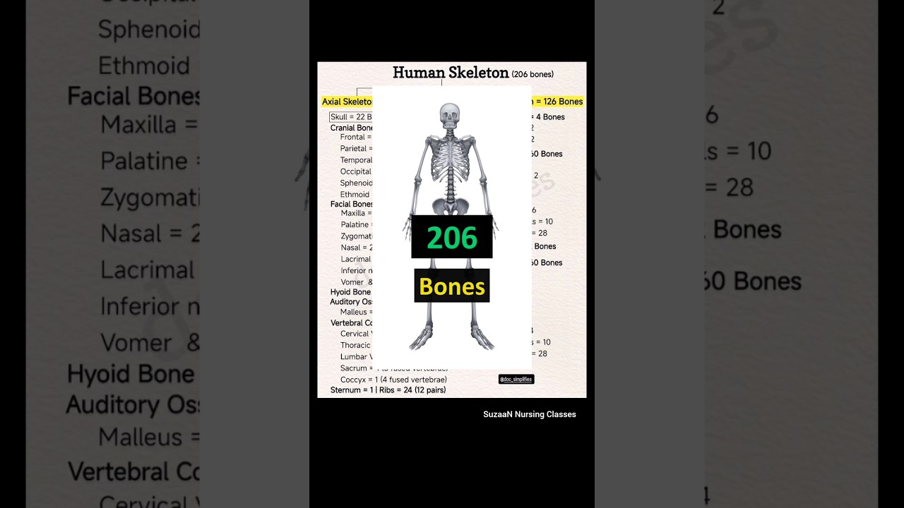 Human Skeleton 206 bones in one minute #anatomy #skeleton - YouTube