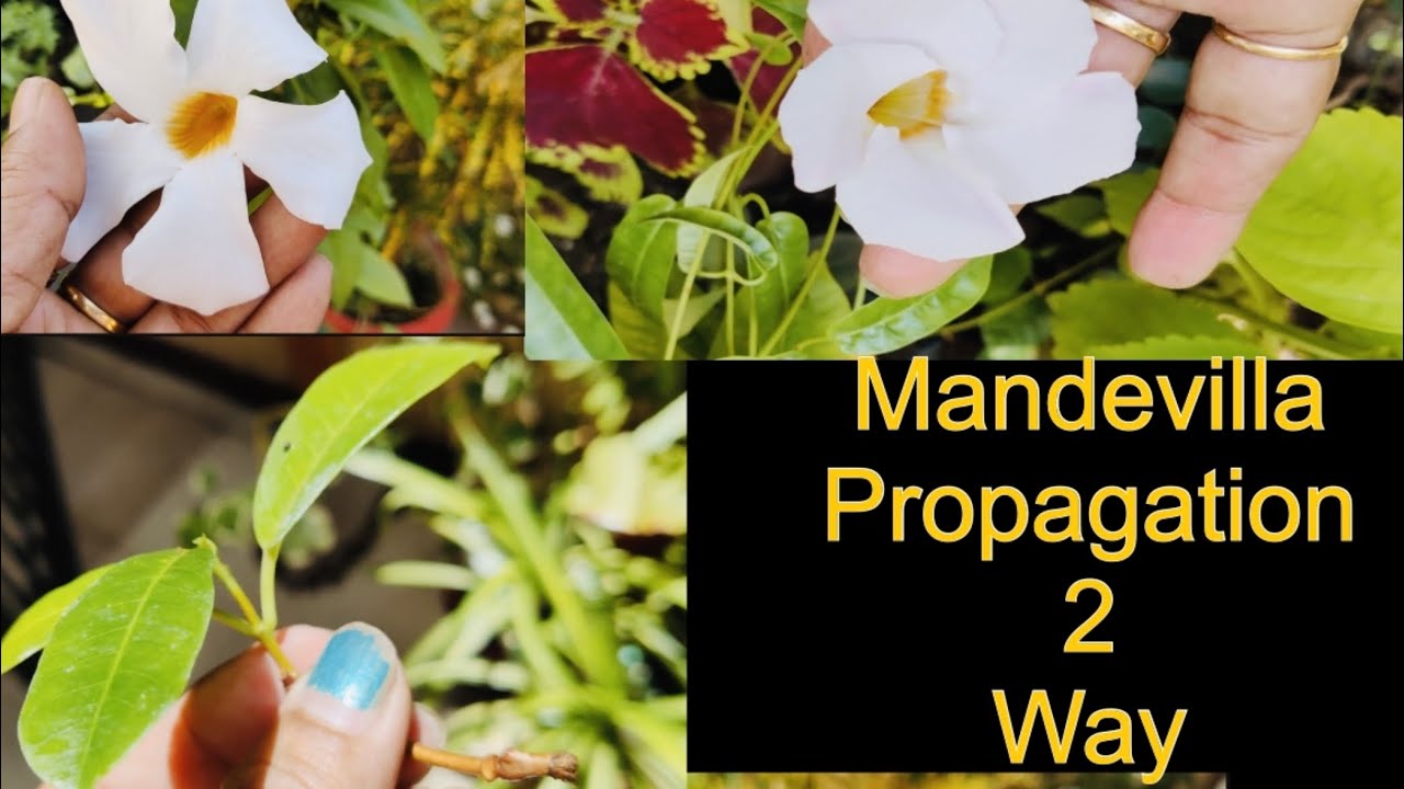 #propagation ..2 Methods of Propagation of the Mandevilla Plant.96 ...