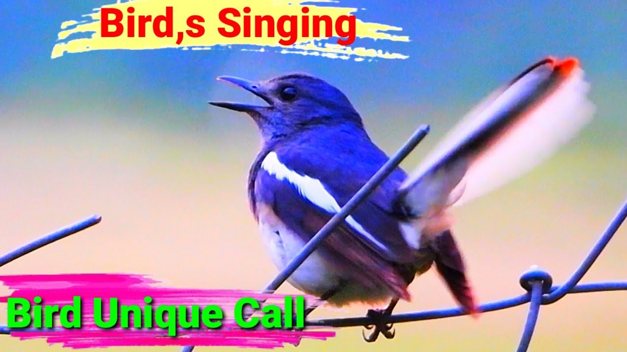 Bird,s Singing | Bird unique call | bird mating sound call - YouTube