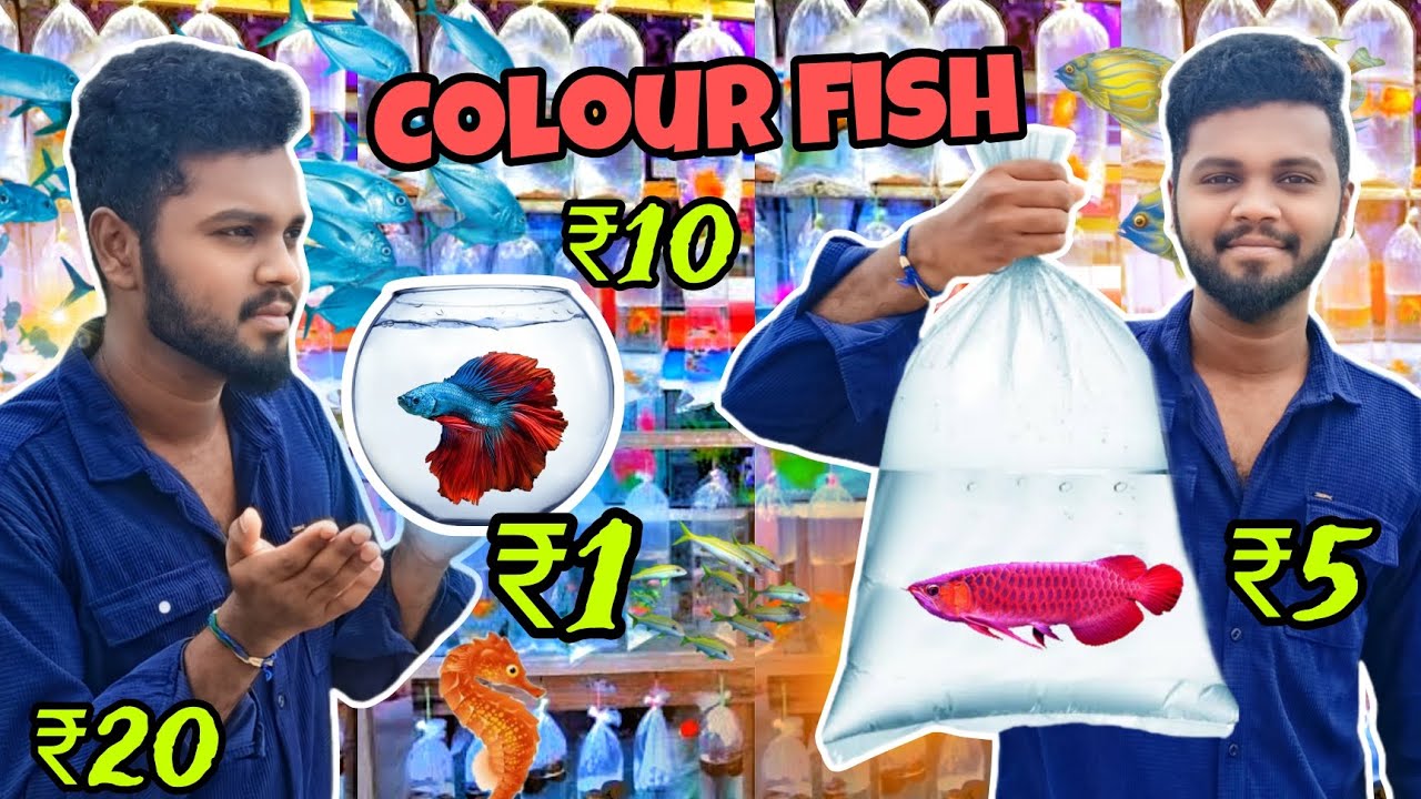 Kolathur Fish Market | A to Z Aquarium Fish & Products Available ...
