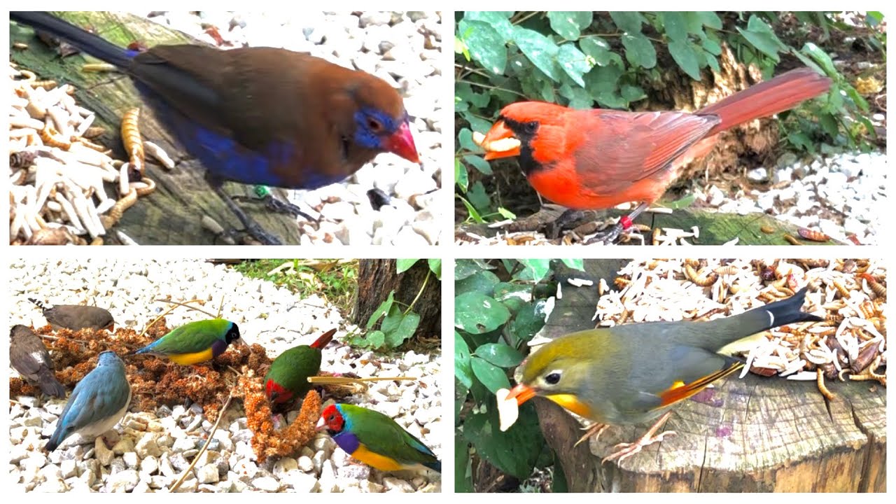 Gouldian finch, cardinal, softbills, finches | aviary birds | outdoor ...