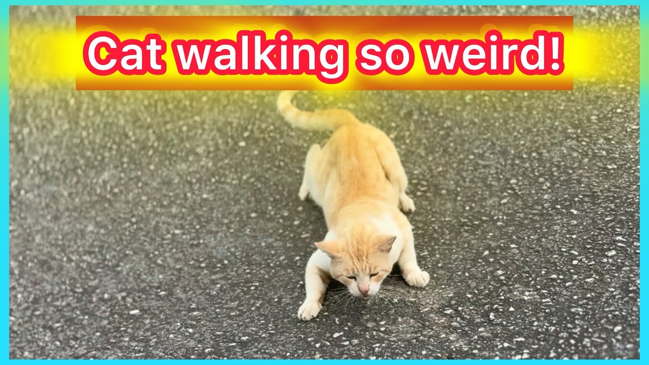STRAY CAT WALKING SO WEIRD AGAIN || @happykittiestv9 - YouTube