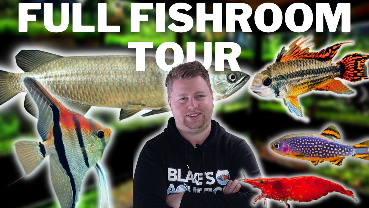 Blake's Aquatics Full Fishroom Tour - 51 Aquariums with Tanganyikans ...