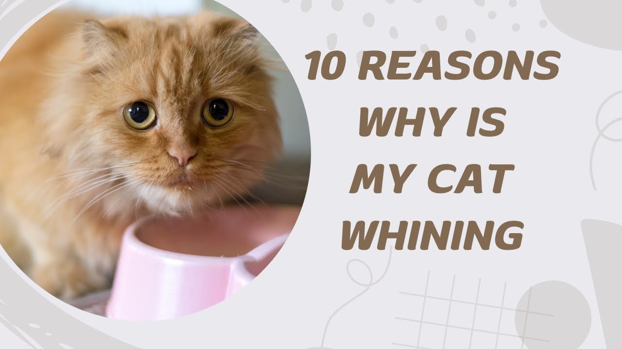 10 Reasons Why Is My Cat Whining - YouTube