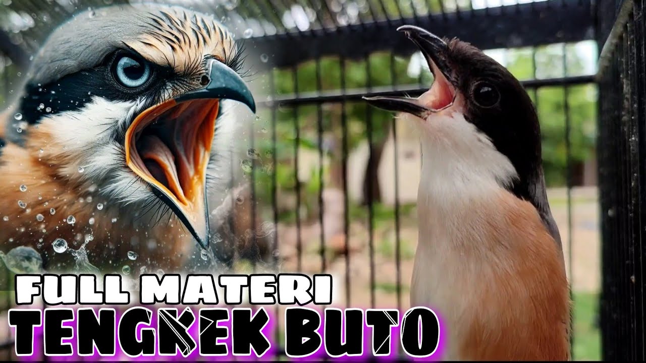 CENDET MATERI TENGKEK BUTO PANJANG || kumpulan cendet materi full ...