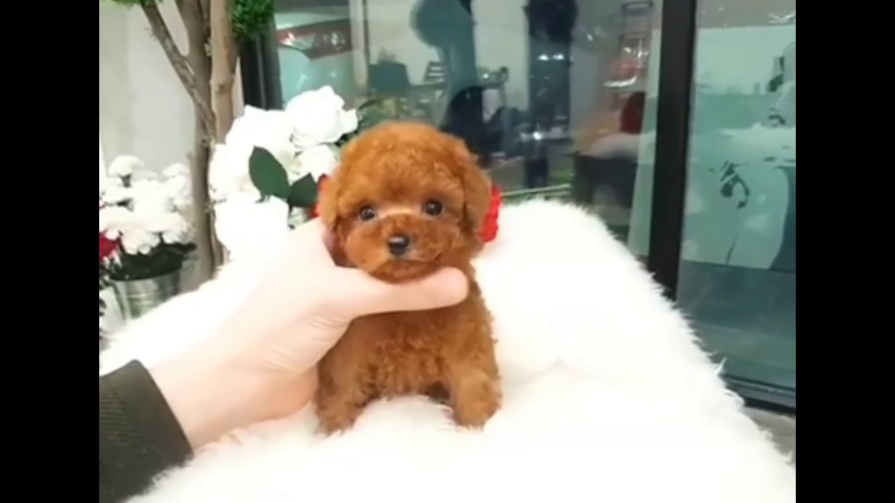 cute tiny dog - YouTube