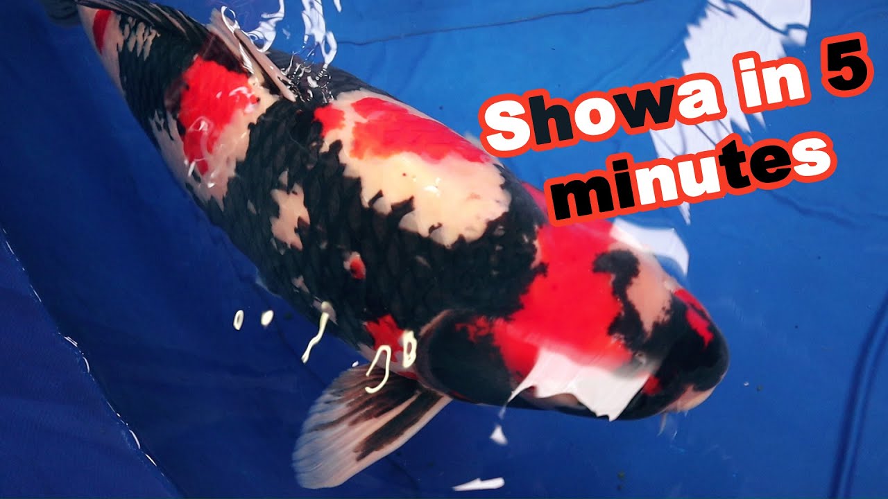 SHOWA KOI variety 5 minutes | Koi documentary - YouTube