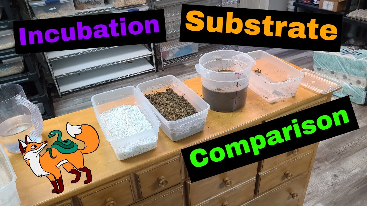 2021 Breeding Season - Incubation Substrate Comparison - YouTube
