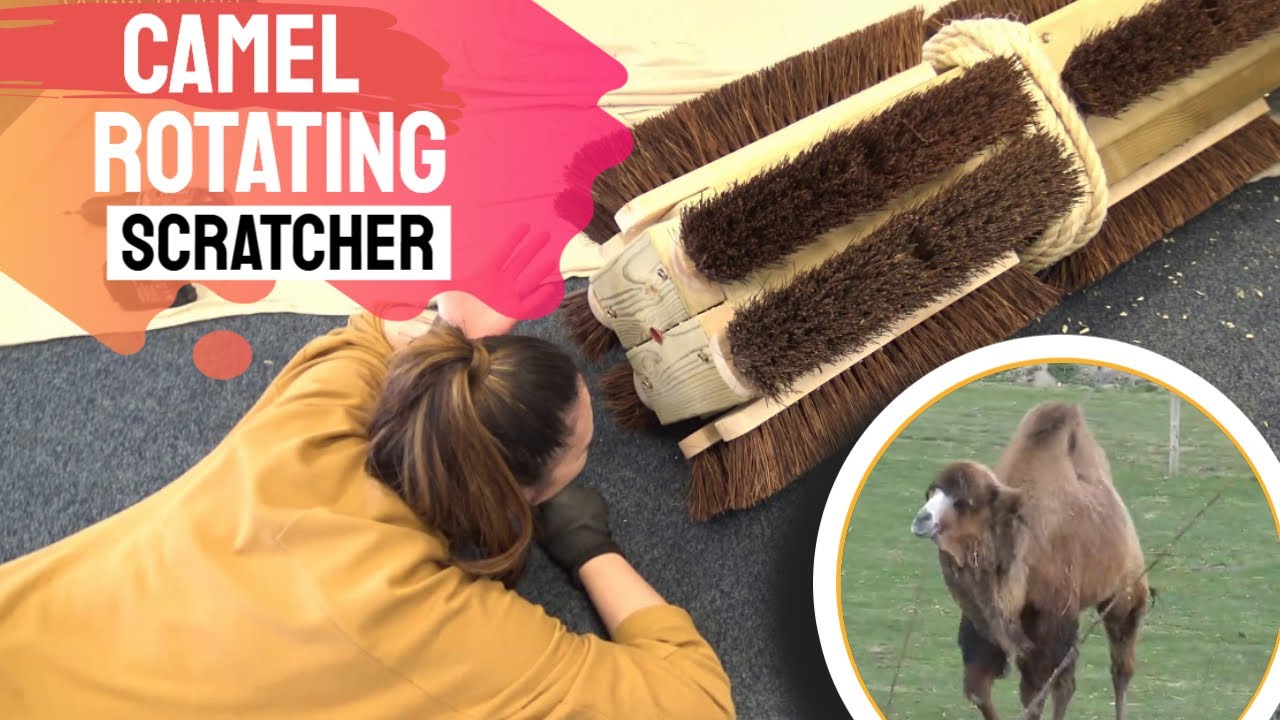 Camel rotating scratching post - Helping the camel get rid of their ...