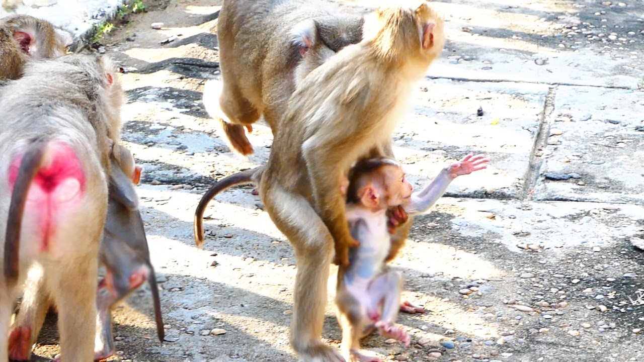 Ah don't steal my baby!, teenaged monkey to kidnap baby Monaco for play ...