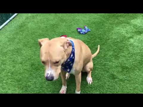 Handsome Buddy 31970 NYCACC - YouTube