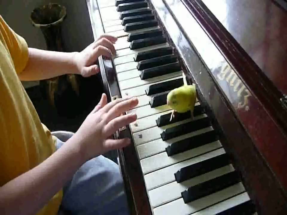 Johannes playing Cuckoo with the Parakeet Sweet Pea - YouTube