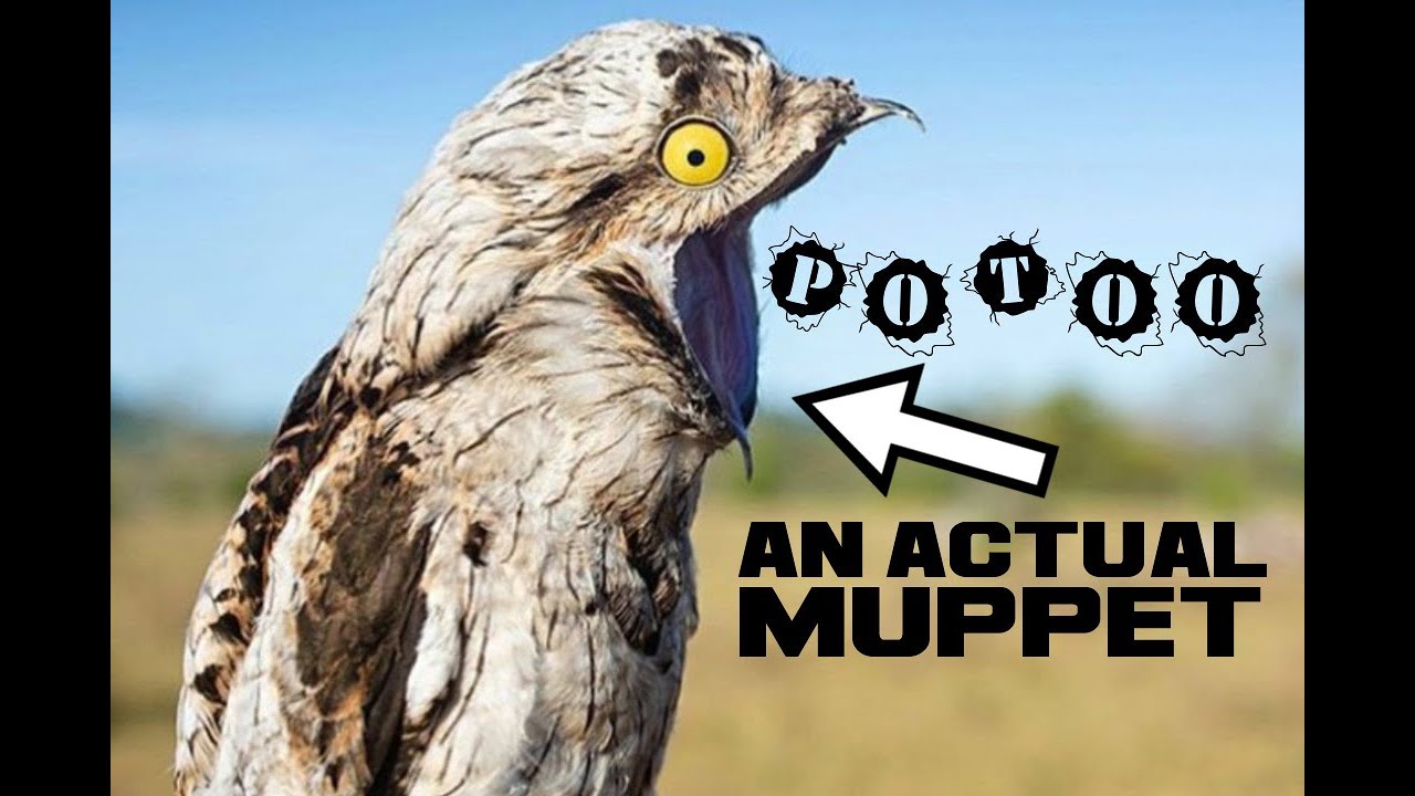 Potoo Facts - The Goofy Googly Muppet Bird - Animal a Day - YouTube