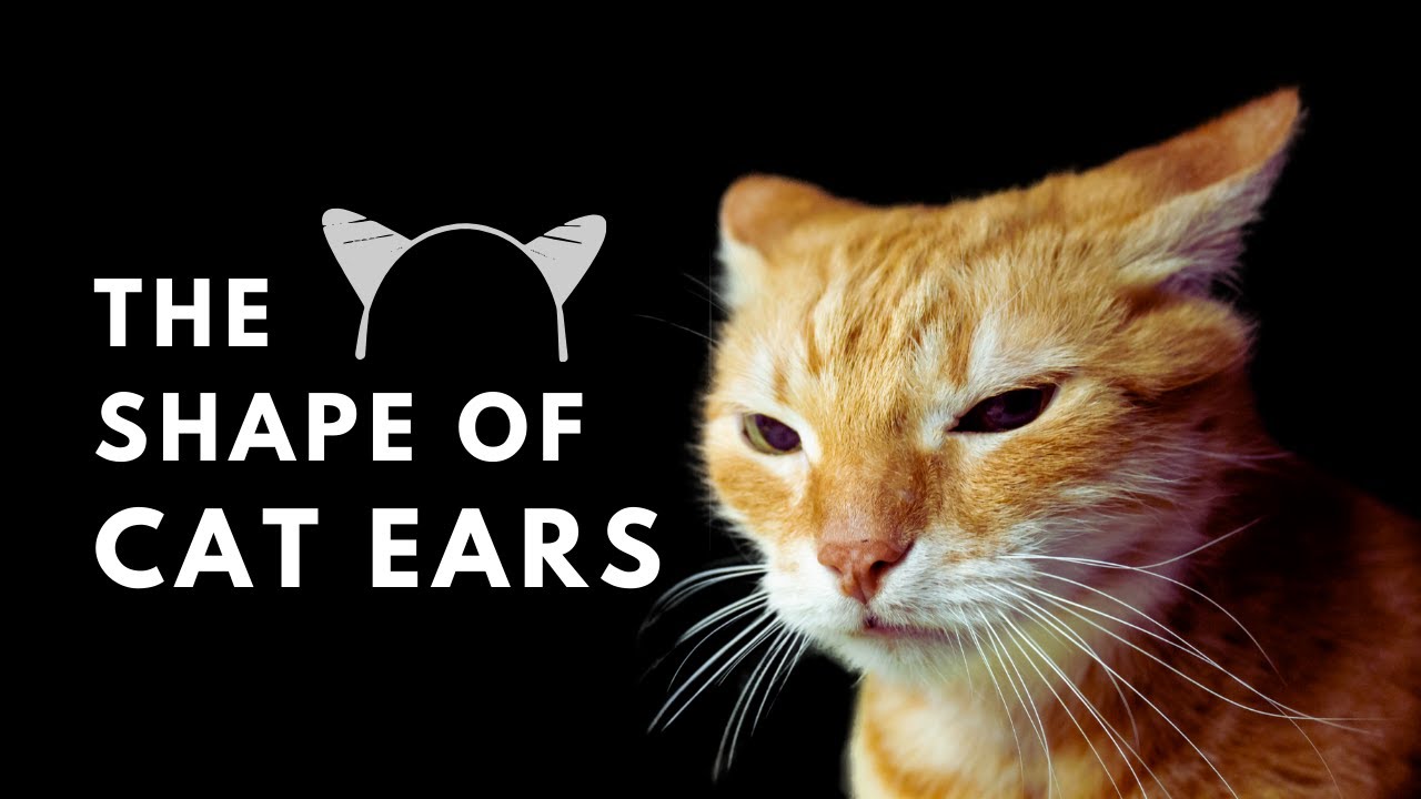 What Does the Shape of Cat Ears Mean? | Why Understanding Your Cat’s ...
