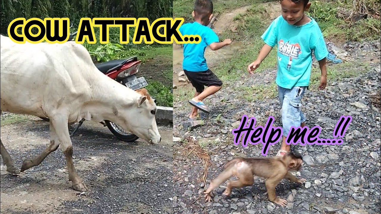 Chika monkey and children being chased by cows#monpai#babymonkey#beruk ...
