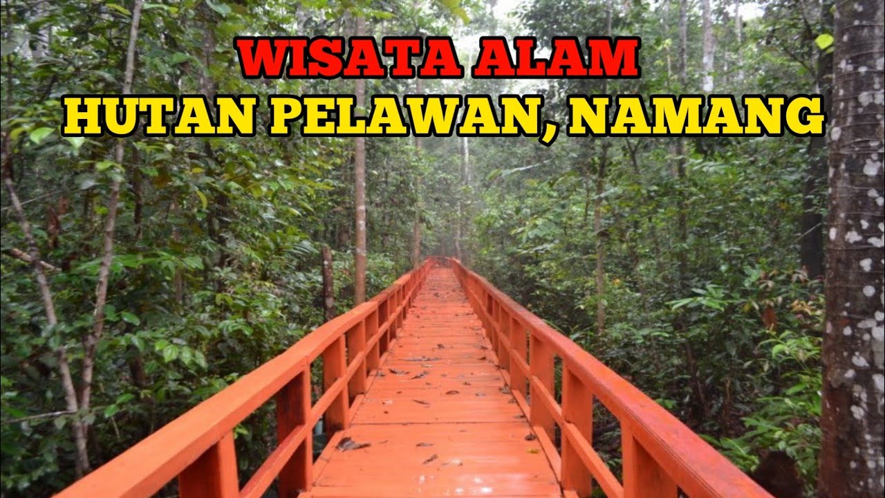 WISATA ALAM 'HUTAN PELAWAN' NAMANG - YouTube