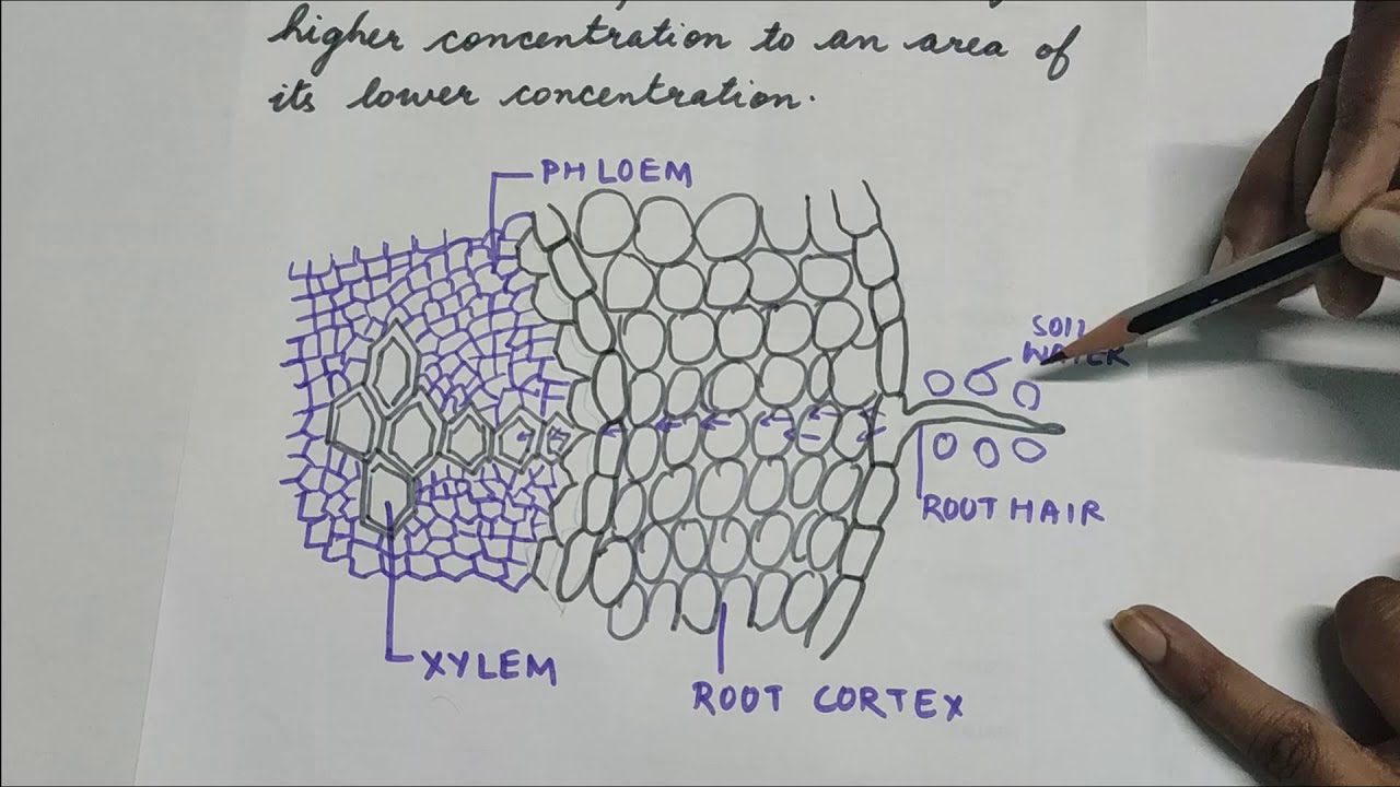 Class 8:(Biology) Absorption of water and minerals in plants - YouTube
