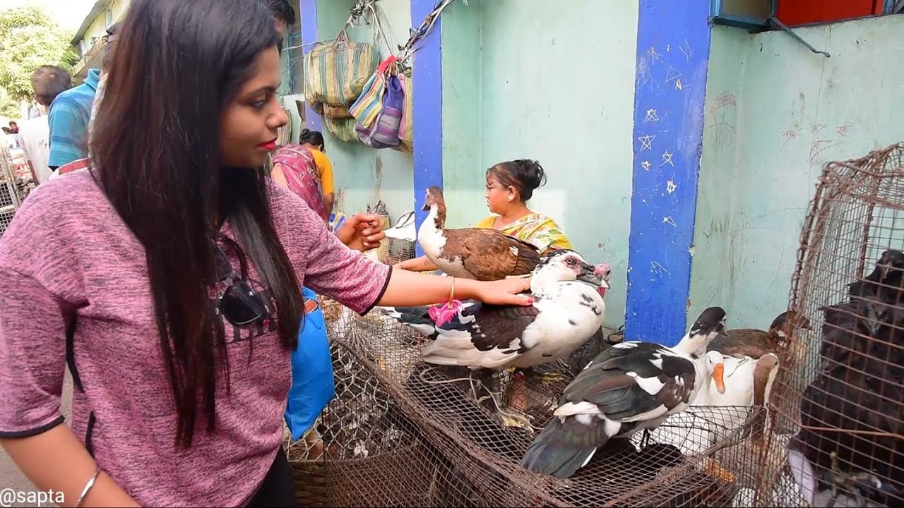 Galiff Street Bird Market Kolkata | Exotic Birds | Kolkata Bird Market ...