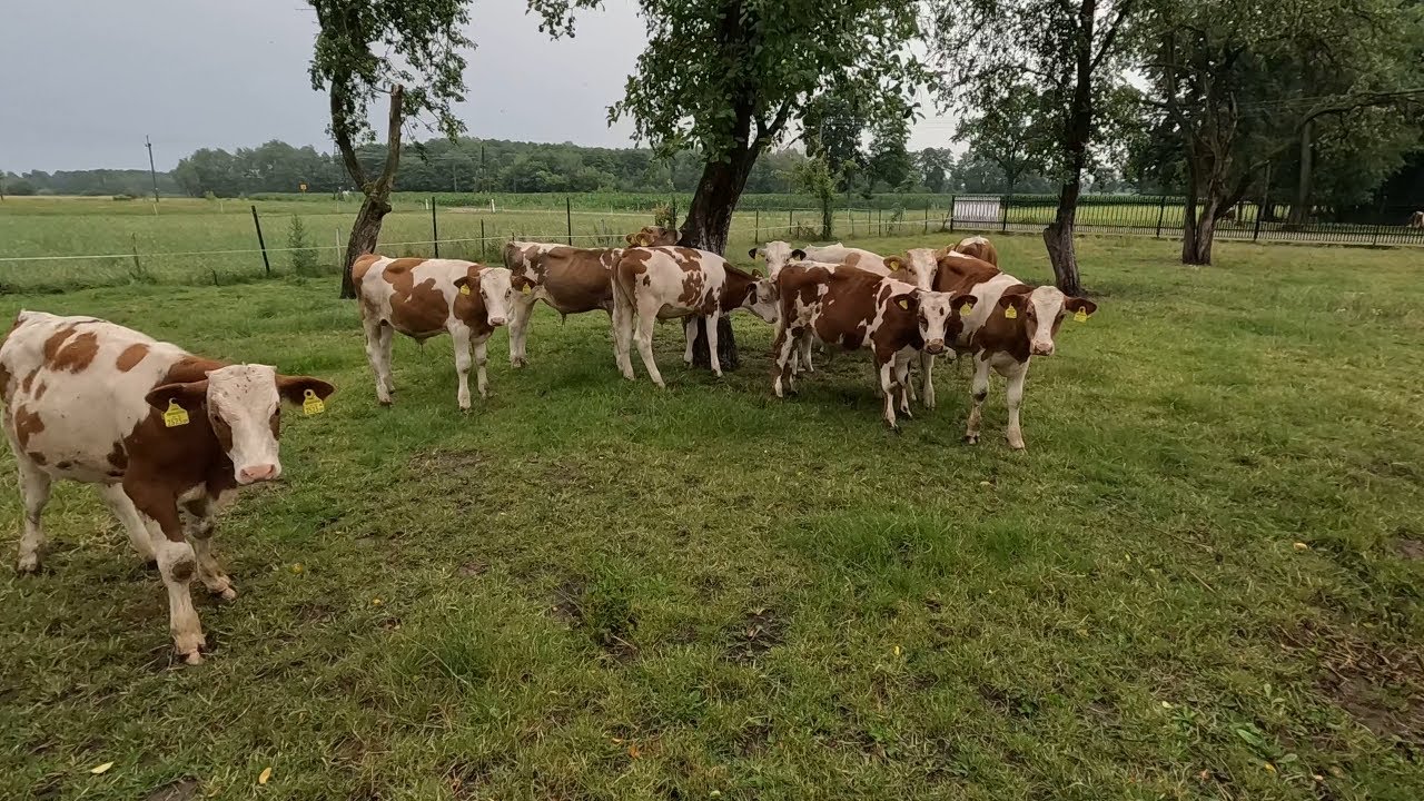 #264 Bydło Opasowe || Byczki Na Pastwisku Najtańszy Odchów - YouTube