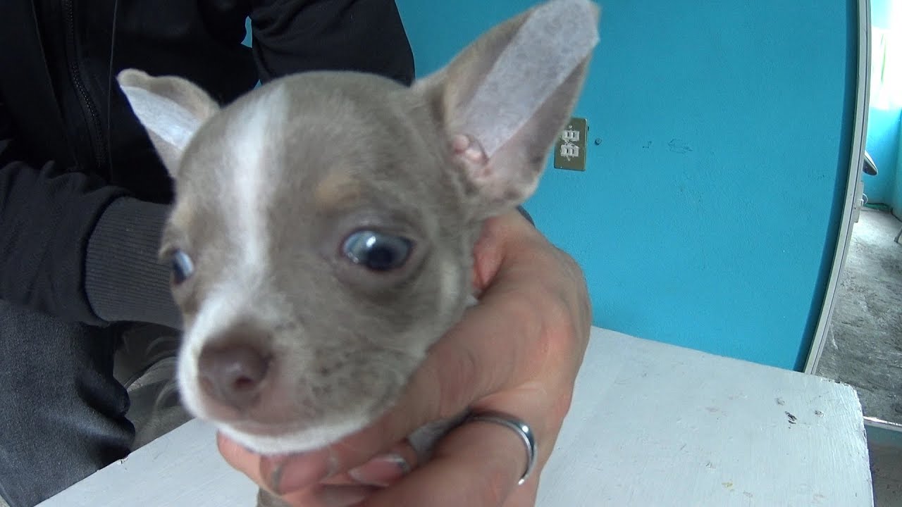 Como levantar orejas de cachorros (Mario Blogs) - YouTube