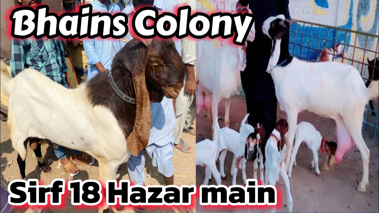 Bhains colony Bakra Mandi Latest Update 23-Oct-2024 | Sirf 18 Hazar ...