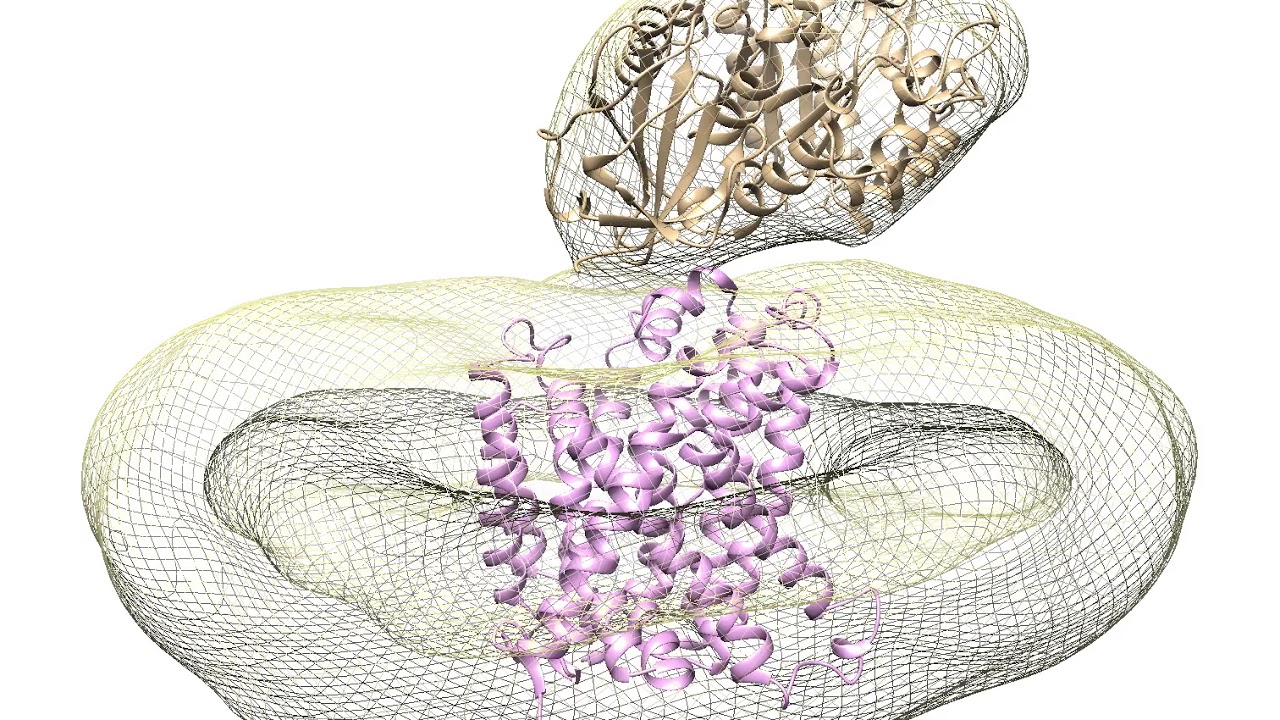 LAT1 (SLC7A5) and CD98hc (SLC3A2) complex dynamics - YouTube