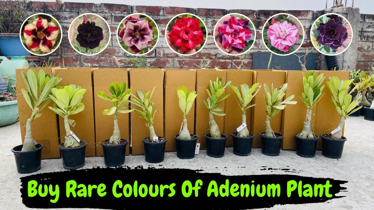 Buy Rare Varieties Of Adenium Plant Online || Adenium Plant Biggest ...
