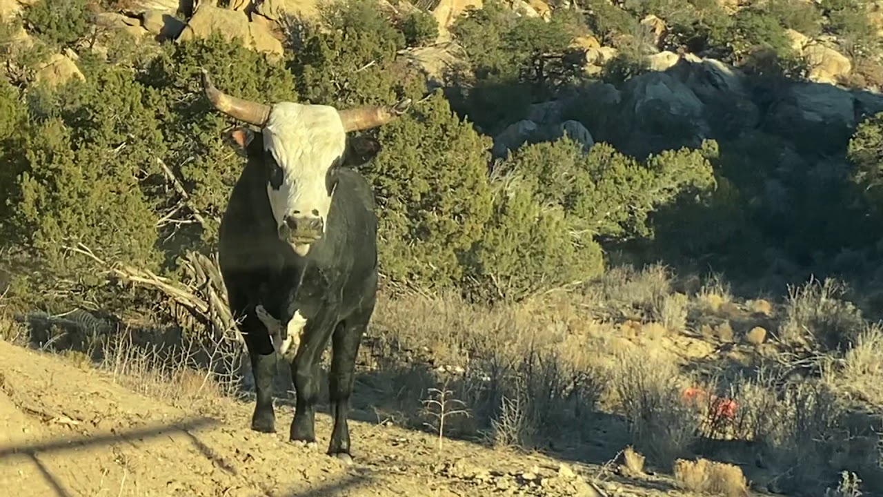 Scared bull - YouTube
