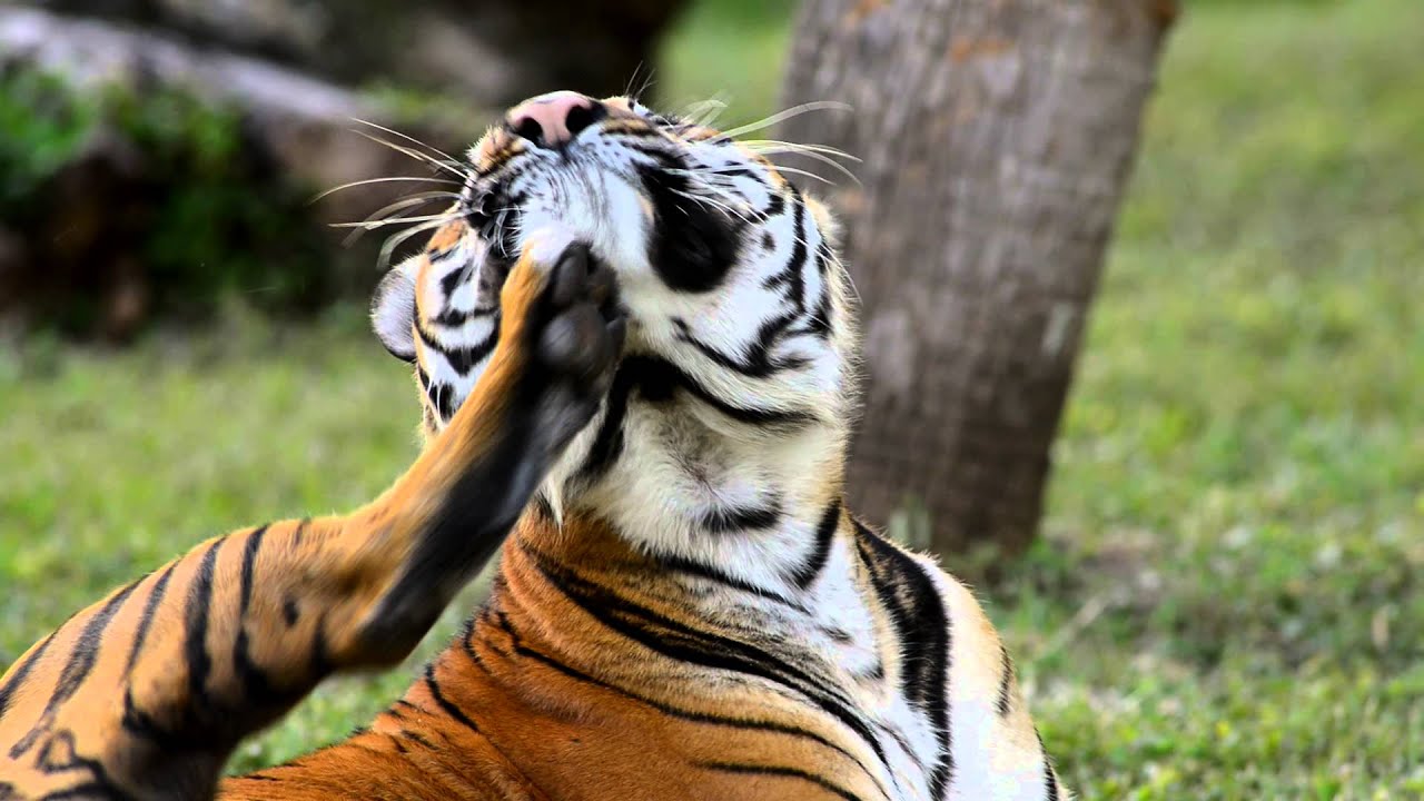 Malayan Tiger w/ an itch - HD 1080p - AnimaliaPhotos.com - YouTube