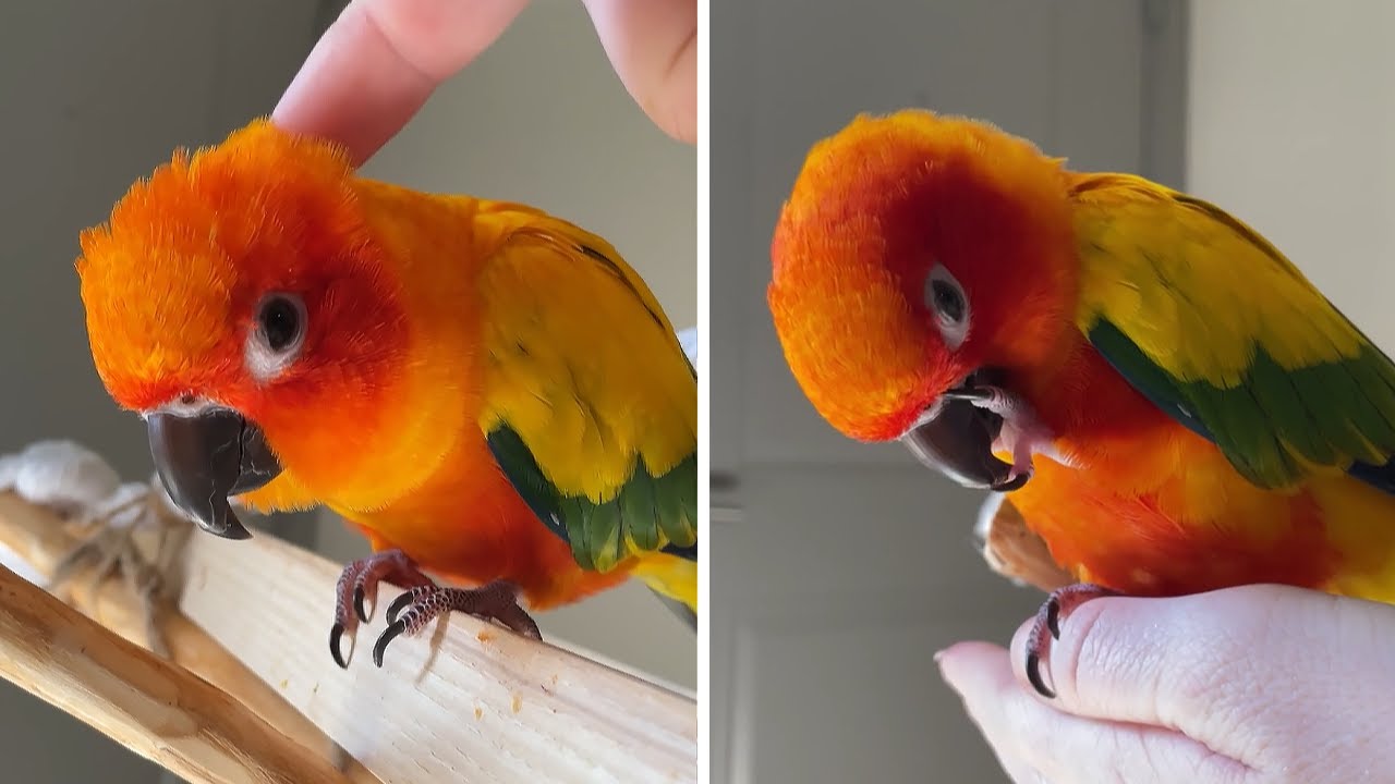 Useful guide to reading your parrot's body language - YouTube