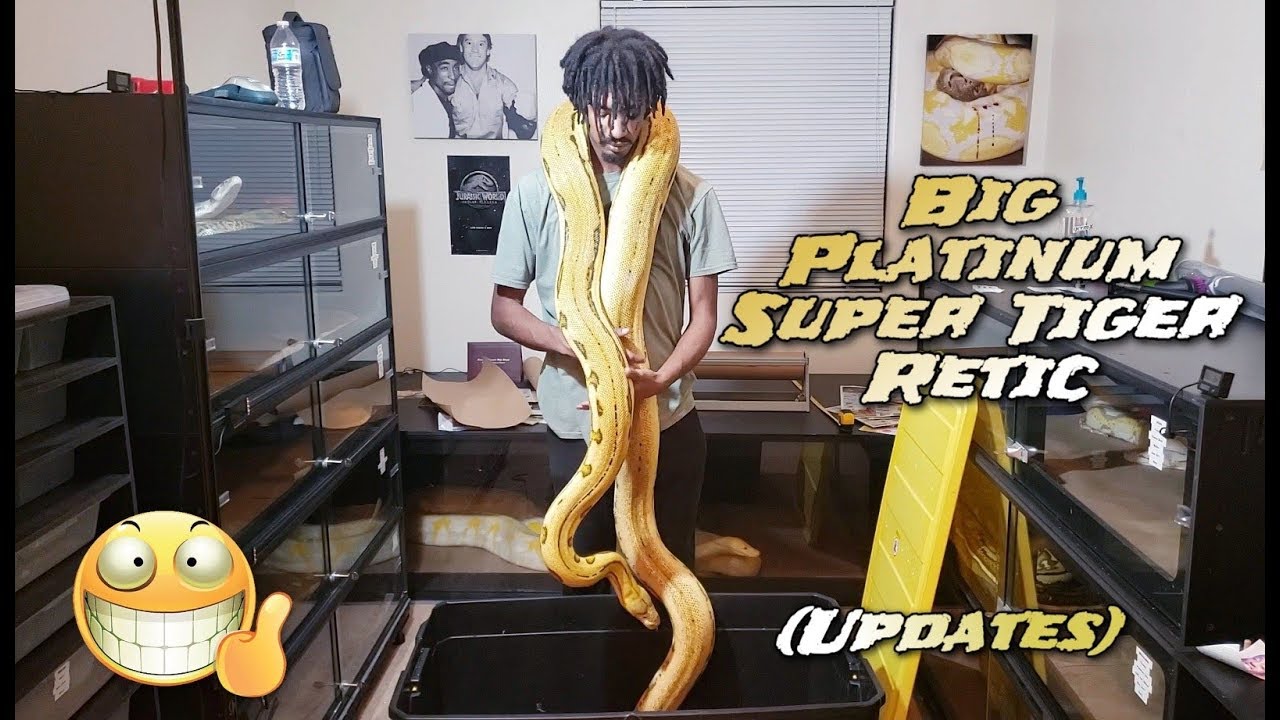 Albino Super Tiger Reticulated Python