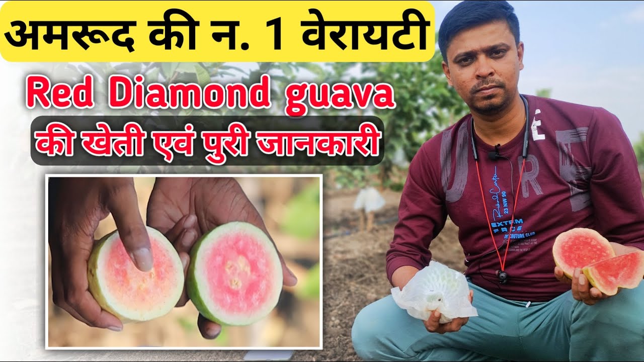 रेड डायमंड अमरूद की खेती की पूरी जानकारी red diamond Amrud ki kheti Red ...