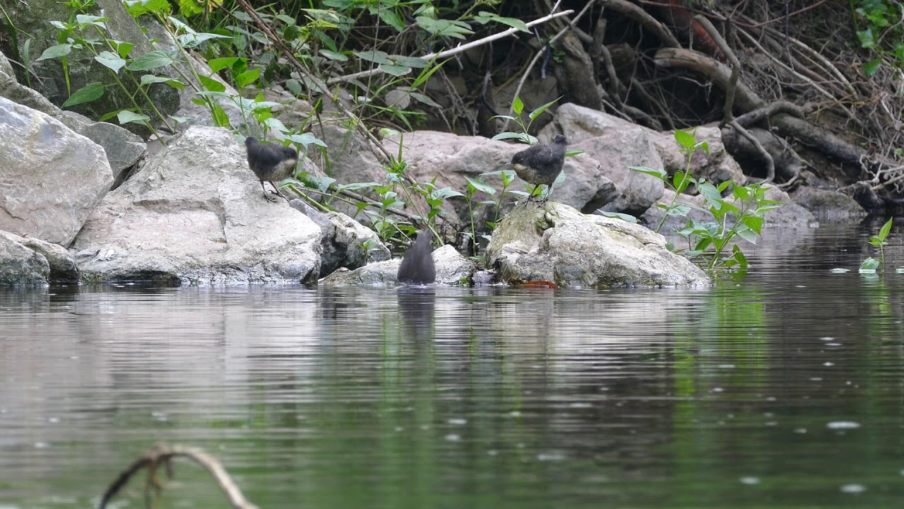 Irish dipper fledglings - YouTube